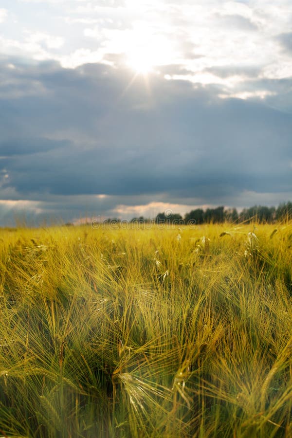 Summer Wheat Crops Field stock photo. Image of organic - 40344952