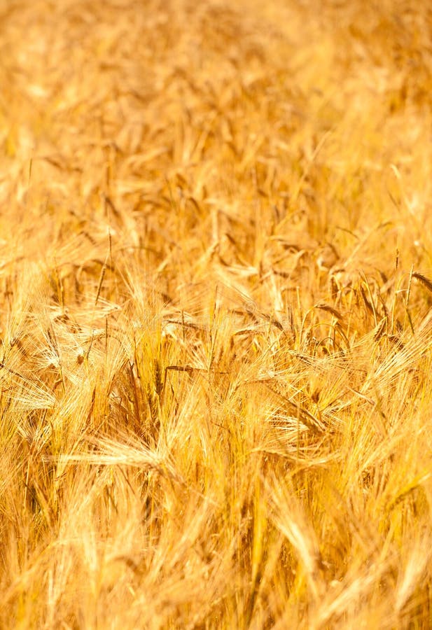 Summer wheat field stock image. Image of farm, grow, fresh - 16713151