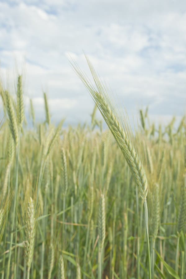 Summer wheat field . stock image. Image of rural, landscape - 23382291
