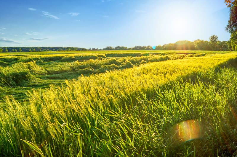 Summer wheat field stock photo. Image of grass, corn - 74346808
