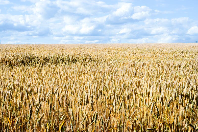 Summer wheat field stock photo. Image of summer, spikelets - 120449578