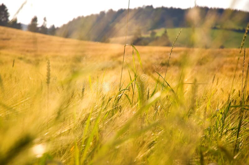 Summer wheat field stock image. Image of growth, farm - 32309309