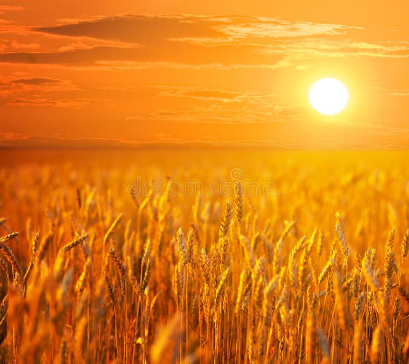 Summer Wheat Field at the Dramatic Sunset Stock Photo - Image of ...