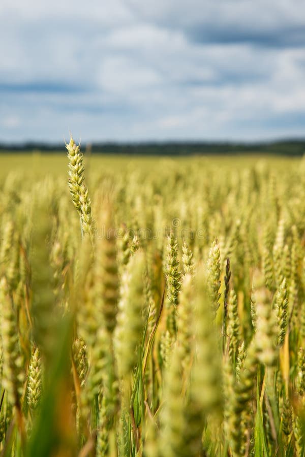 Summer on wheat field. stock image. Image of rural, fresh - 56984659