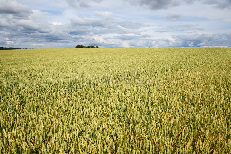 Summer on wheat field. stock photo. Image of latvia, green - 57009582