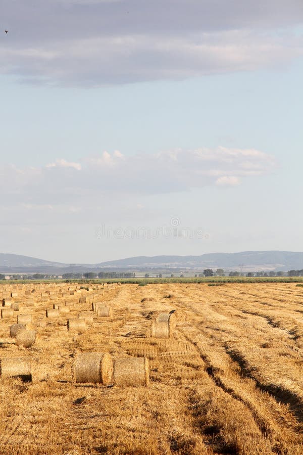 Summer Wheat Field after a Harvest Stock Image - Image of combine ...