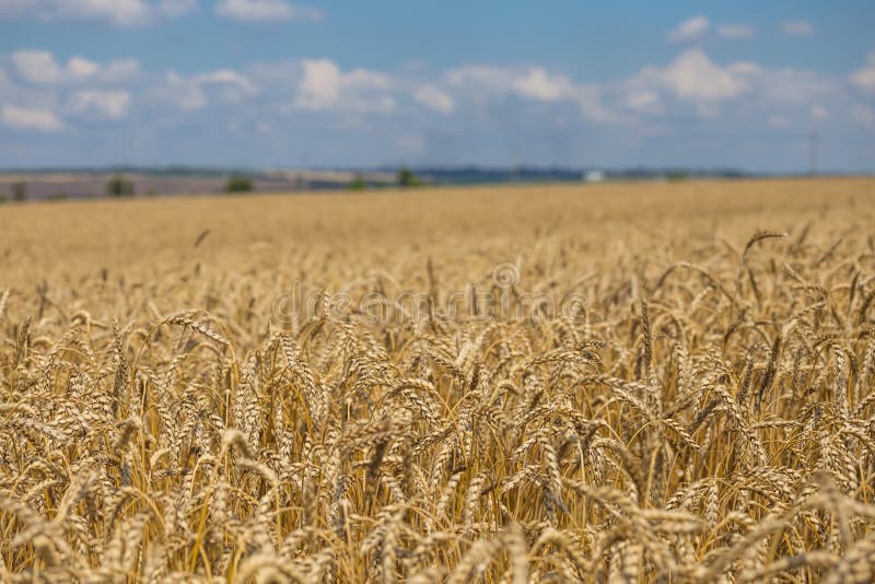 Summer Wheat Field Landscape Stock Image - Image of beautiful ...