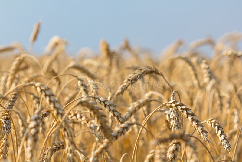 Summer wheat field scene stock photo. Image of warmth - 78825162