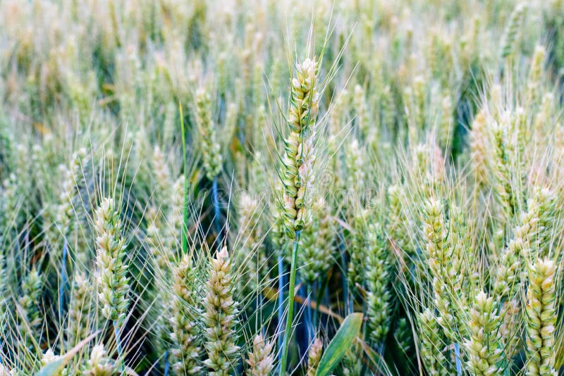 In the Summer, the Wheat in the Fields Stock Photo - Image of crops ...