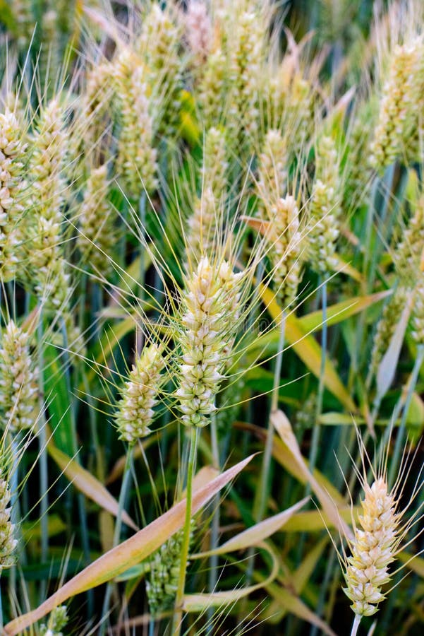 In the Summer, the Wheat in the Fields Stock Image - Image of farmers ...