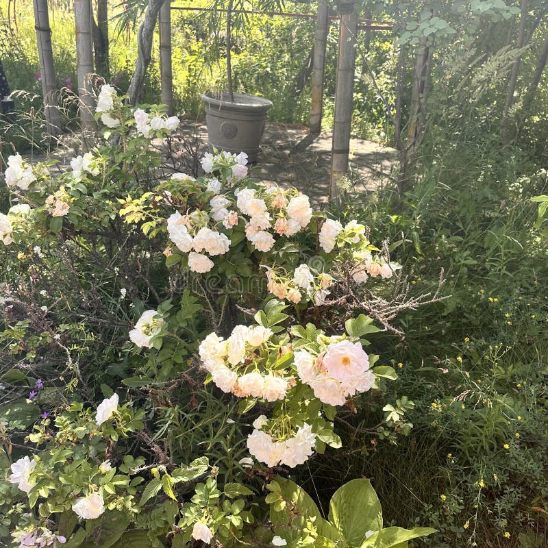 Summer Rose in the Sun stock image. Image of beautiful - 372759593