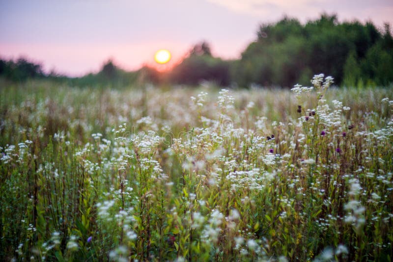 Summer wild field stock image. Image of branch, sunny - 83563823