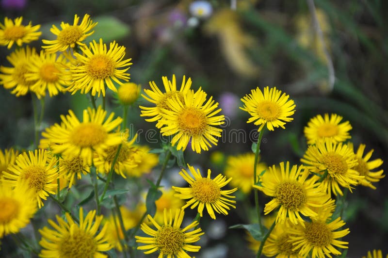 Inula Blooms in the Wild in Summer Stock Image - Image of color, bloom ...