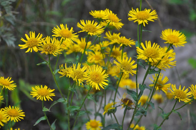 Inula Blooms in the Wild in Summer Stock Photo - Image of fresh, herb ...