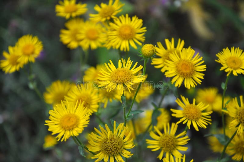 Inula Blooms in the Wild in Summer Stock Image - Image of leaf, herbal ...