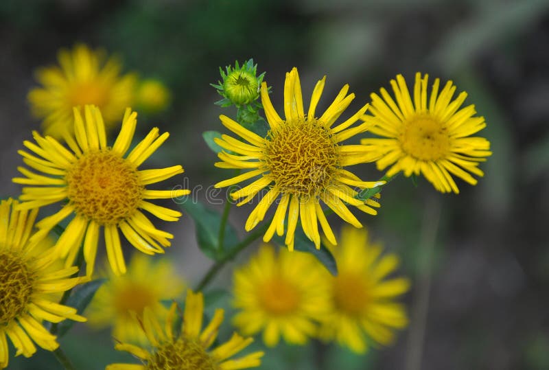 Inula Blooms in the Wild in Summer Stock Image - Image of inula, herbal ...