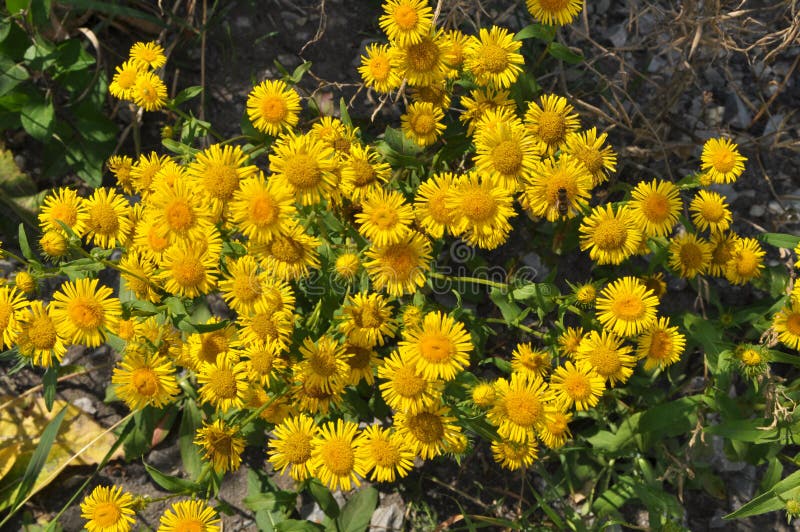 Inula Blooms in the Wild in Summer Stock Photo - Image of inula, flora ...