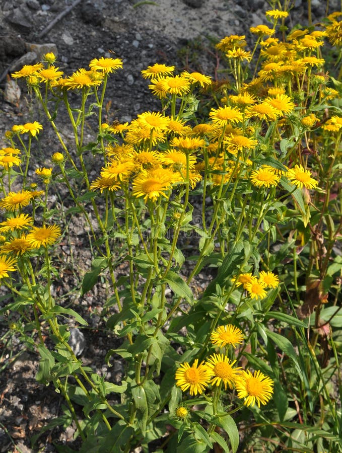Inula Blooms in the Wild in Summer Stock Image - Image of closeup ...
