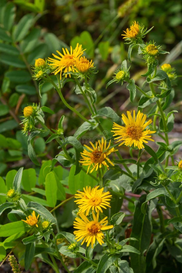 In the Summer, the Wild Medicinal Plant Inula Blooms in the Wild Stock ...