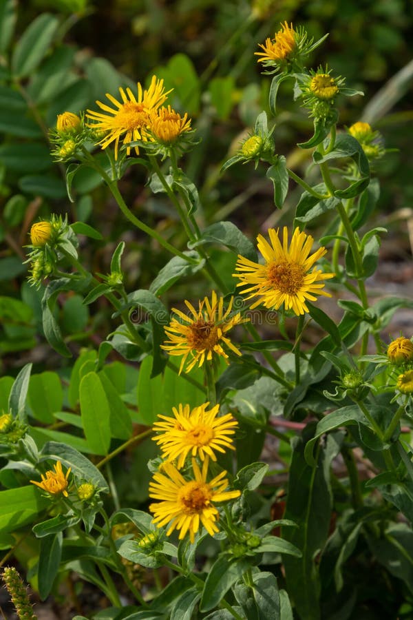 In the Summer, the Wild Medicinal Plant Inula Blooms in the Wild Stock ...