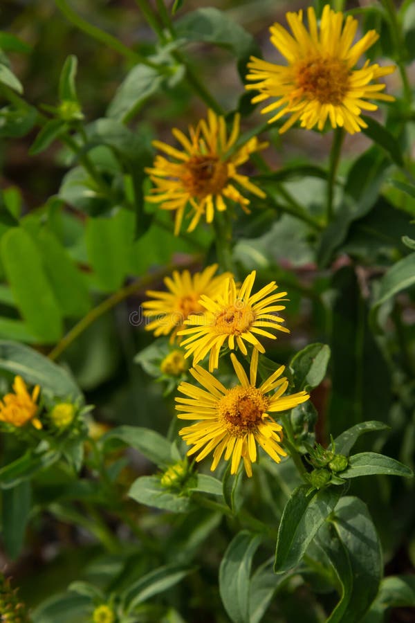 In the Summer, the Wild Medicinal Plant Inula Blooms in the Wild Stock ...