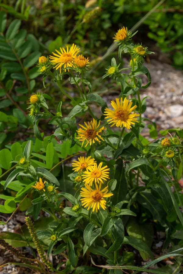 In the Summer, the Wild Medicinal Plant Inula Blooms in the Wild Stock ...