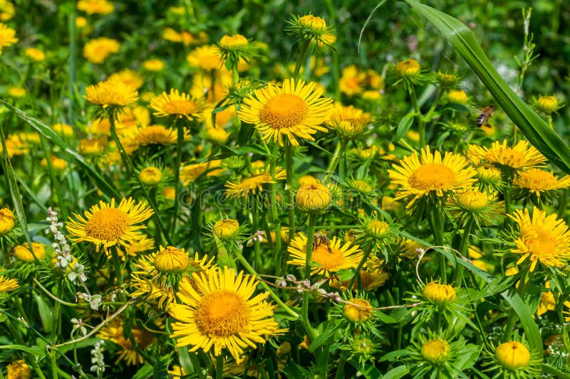 In the Summer, the Wild Medicinal Plant Inula Blooms in the Wild Stock ...