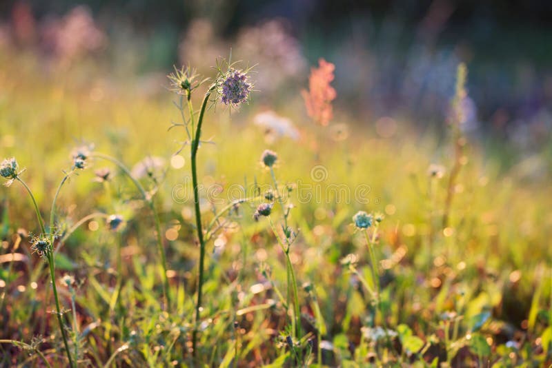Summer Wild Plants at Sunset Stock Image - Image of nature, beauty ...