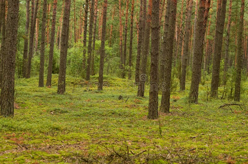 Summer Wild Thick Forest with Large Beautiful Trees Stock Photo - Image ...