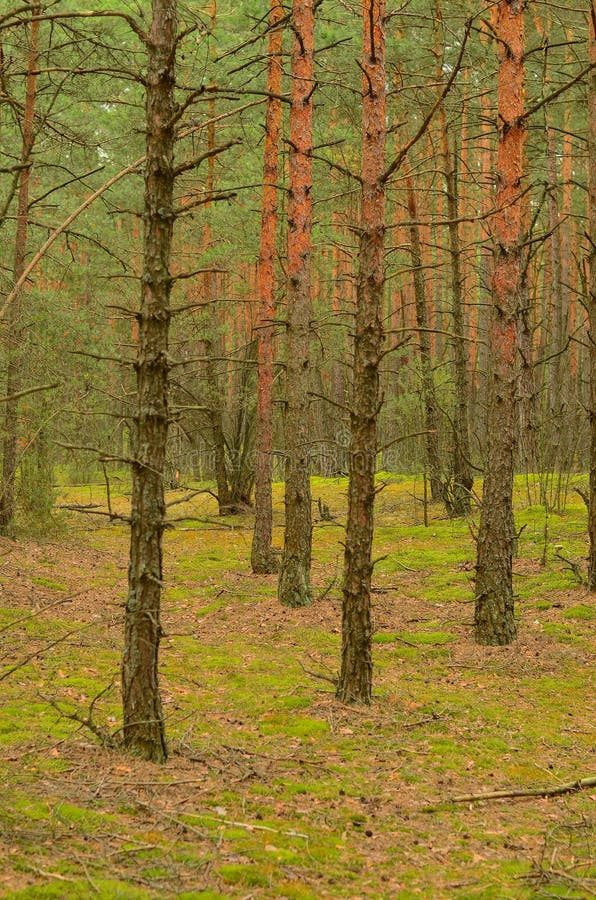 Summer Wild Thick Forest with Large Beautiful Trees Stock Photo - Image ...