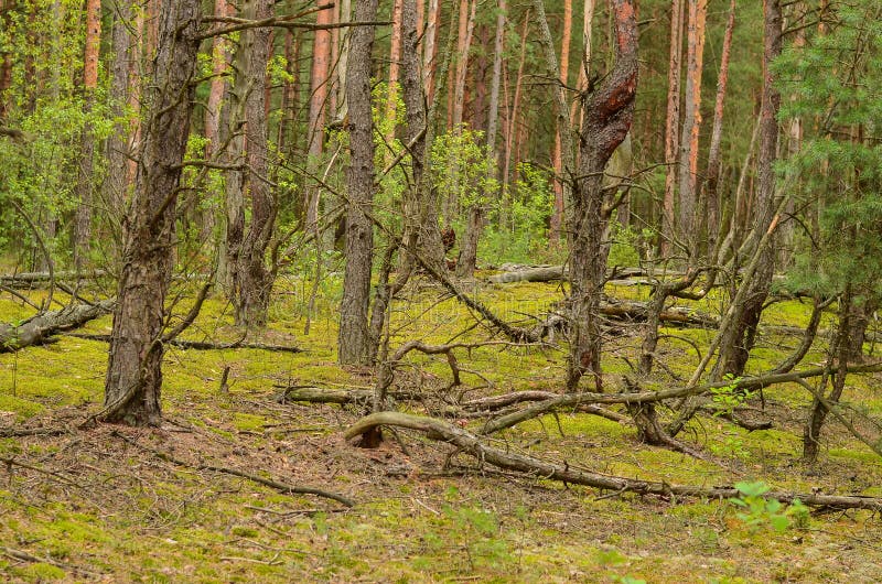 Summer Wild Thick Forest with Large Beautiful Trees Stock Image - Image ...