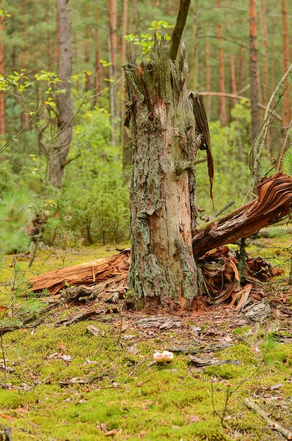 Summer Wild Thick Forest with Large Beautiful Trees Stock Photo - Image ...