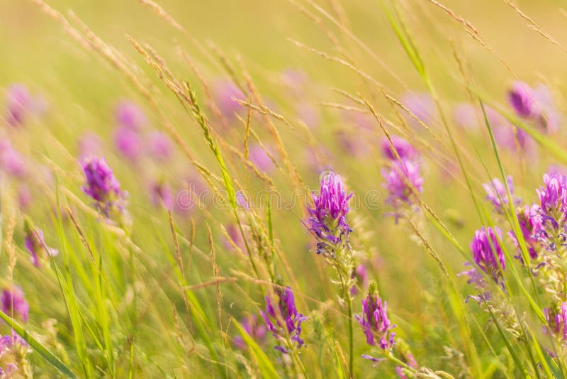 Abstract Symbolic Background Stock Photo - Image of natural, blossom ...