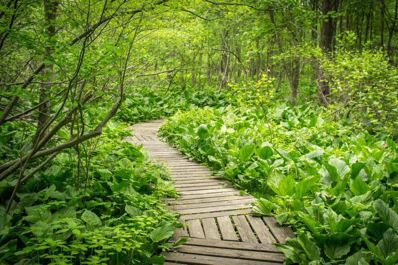 Summer Wooden Path stock photo. Image of springtime, road - 72307534