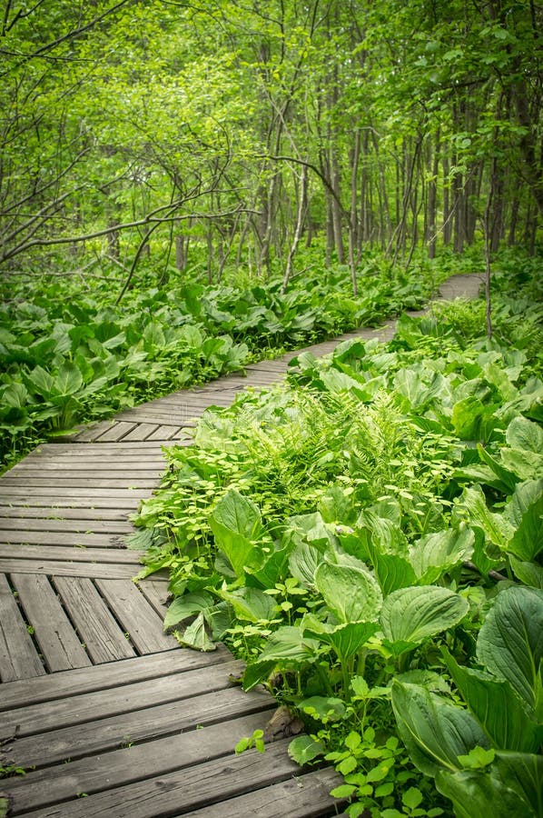 Summer Wooden Path stock image. Image of spring, hiking - 72310597