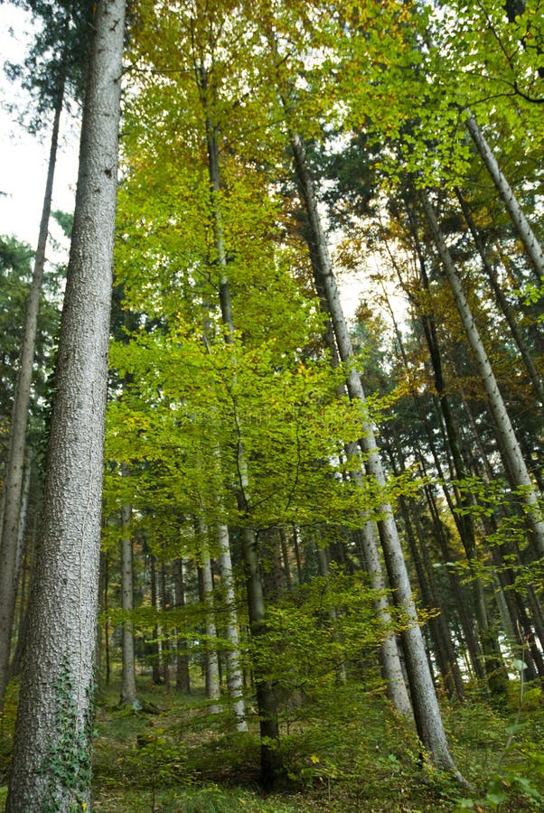 Summer woods stock image. Image of rural, temperate, scenic - 3350613