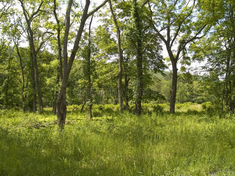 Summer in the woods stock photo. Image of bright, reserve - 183553142