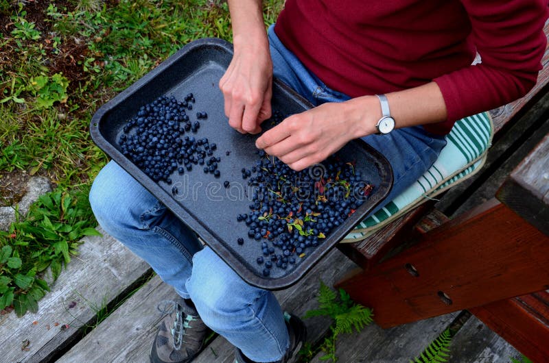 Summer Work at the Cottage at the Table. Wife and Son Sorting Stock ...