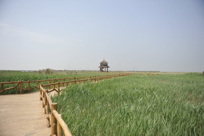 Summerhouse in the Reed Field Stock Image - Image of china, arbor: 13414705