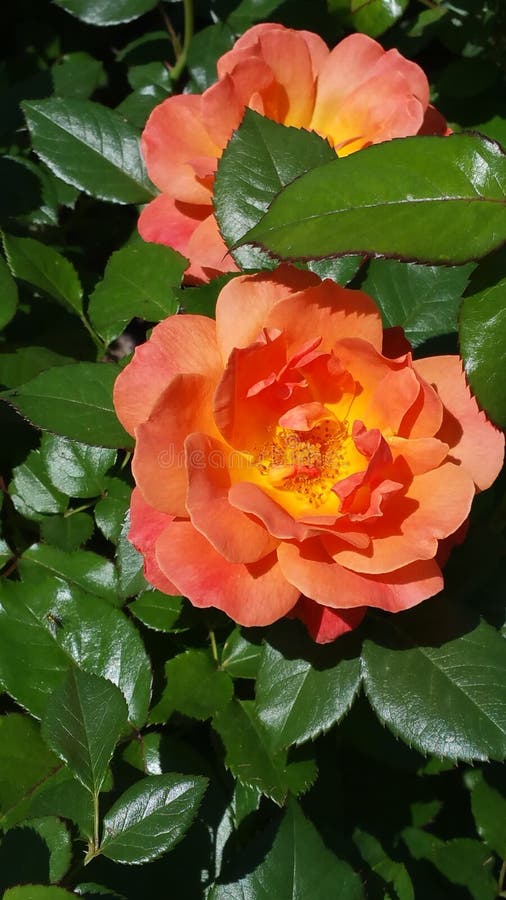 Summers Bloom stock image. Image of summer, orange, spring - 53481969