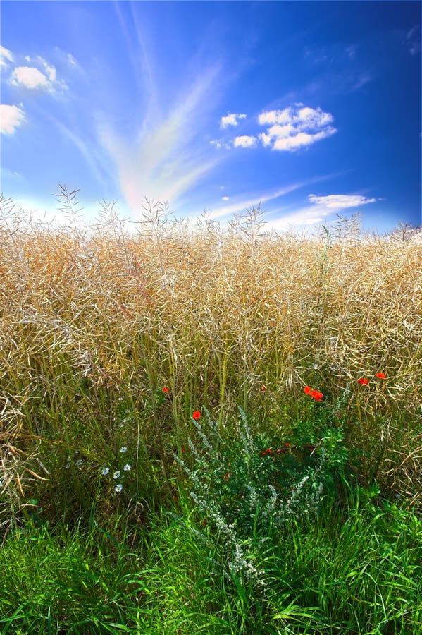 781,214 Summertime Stock Photos - Free & Royalty-Free Stock Photos from ...