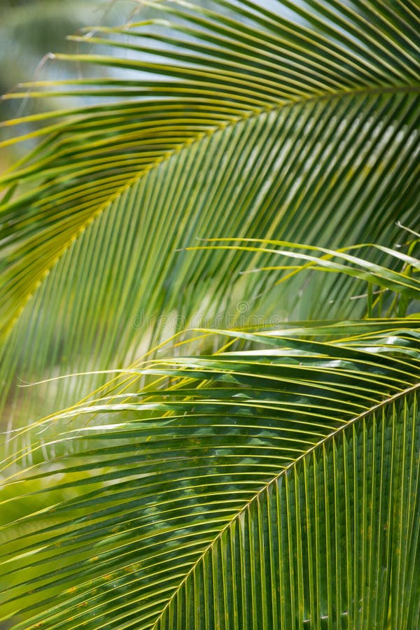 Summertime Background Tropical Palm Tree Fronds Stock Photo - Image of ...
