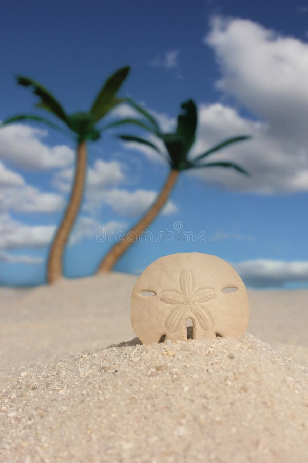 Summertime Beach Scene with Shells and Palm Trees Shallow DOF Stock ...