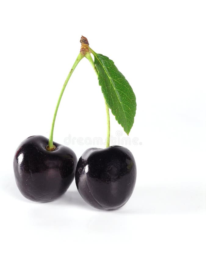 Summertime: black cherry stock image. Image of leaves - 1110997