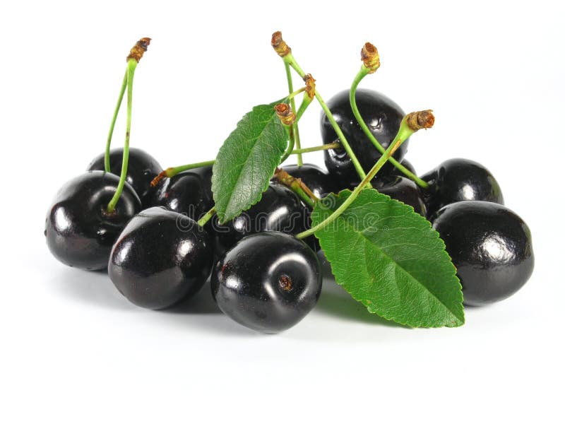 Summertime: black cherry stock image. Image of leaves - 1110997