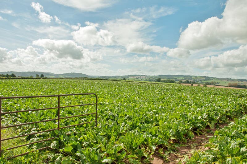 Summertime Fields of Kale in the UK Countryside. Stock Image - Image of ...