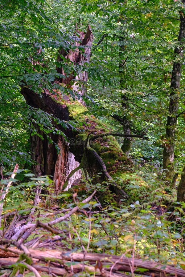 Summertime Deciduous Forest with Broken Old Trees Stock Photo - Image ...