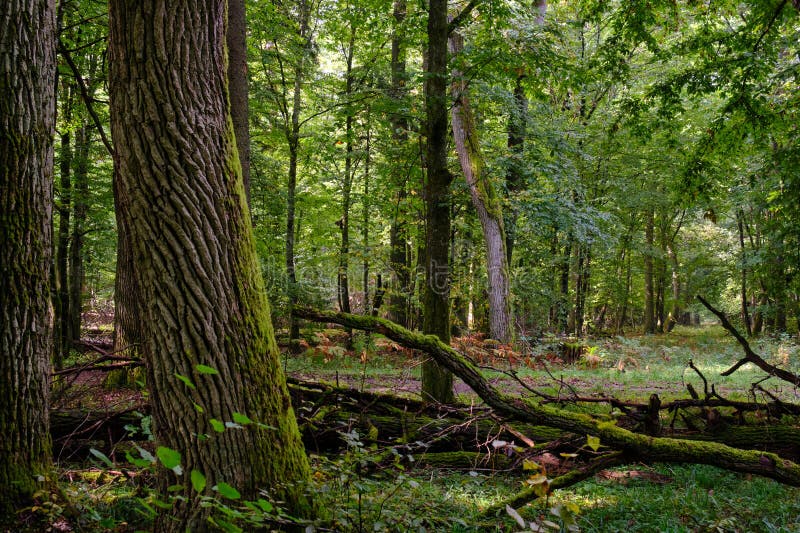 Summertime Deciduous Forest with Broken Old Trees Stock Photo - Image ...