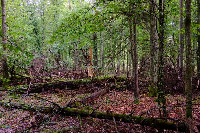 Summertime Deciduous Forest with Broken Old Trees Stock Image - Image ...