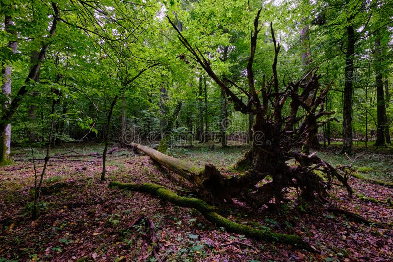 Summertime Deciduous Forest with Broken Old Trees Stock Photo - Image ...